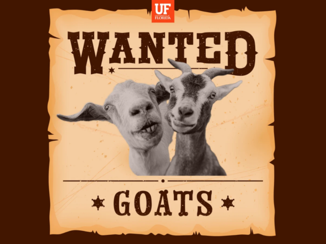 ‘Goatcha:’ Missing goats captured on UF campus - 352today