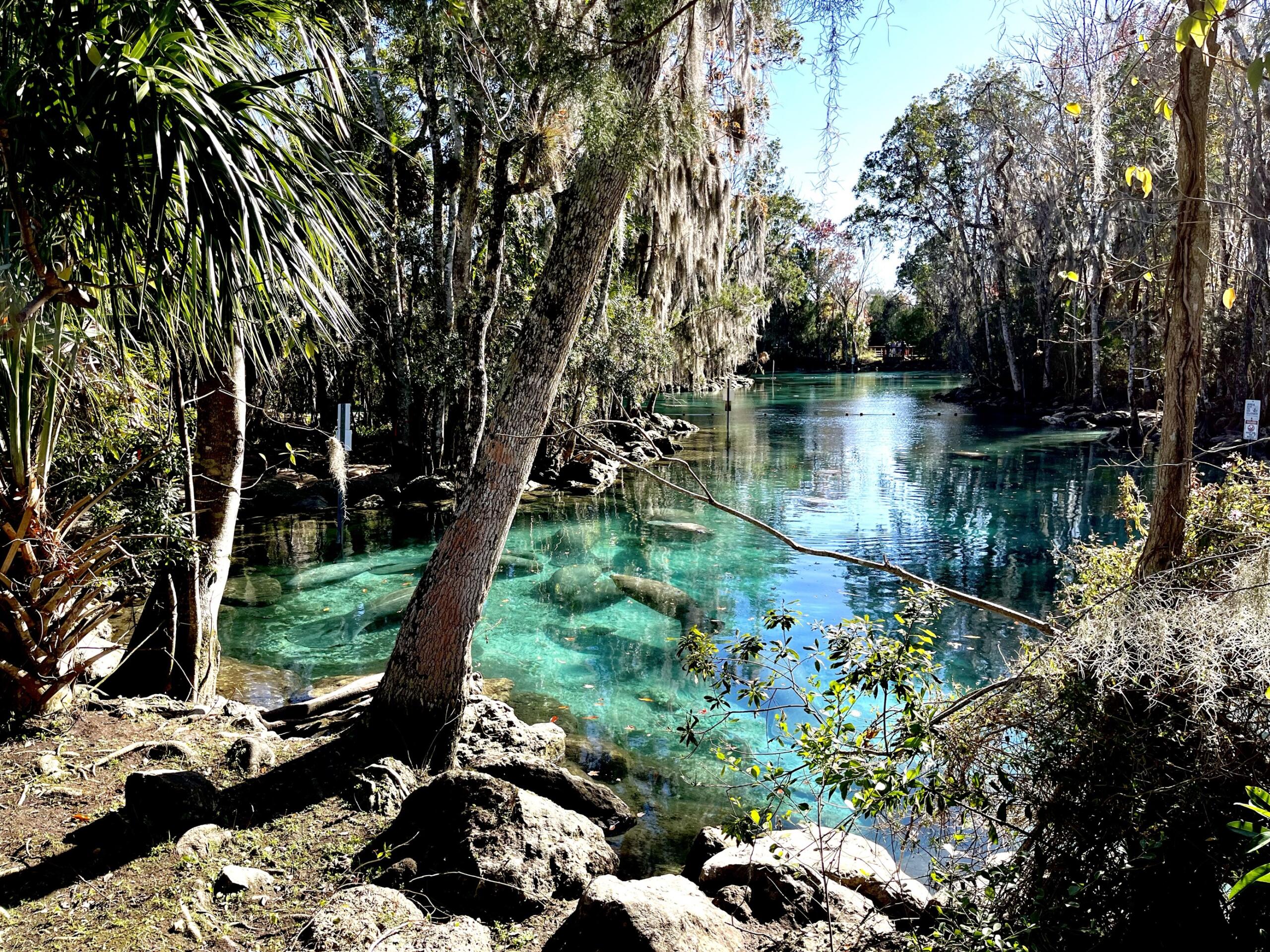 Tourism at Crystal River’s Three Sisters Springs rebounds after ...