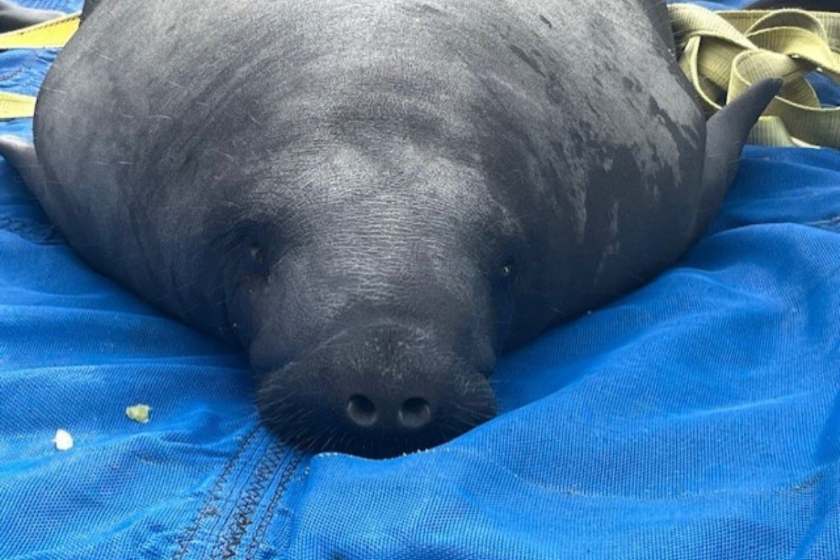 Three Sisters Springs visitors got to witness manatee rescue in action ...