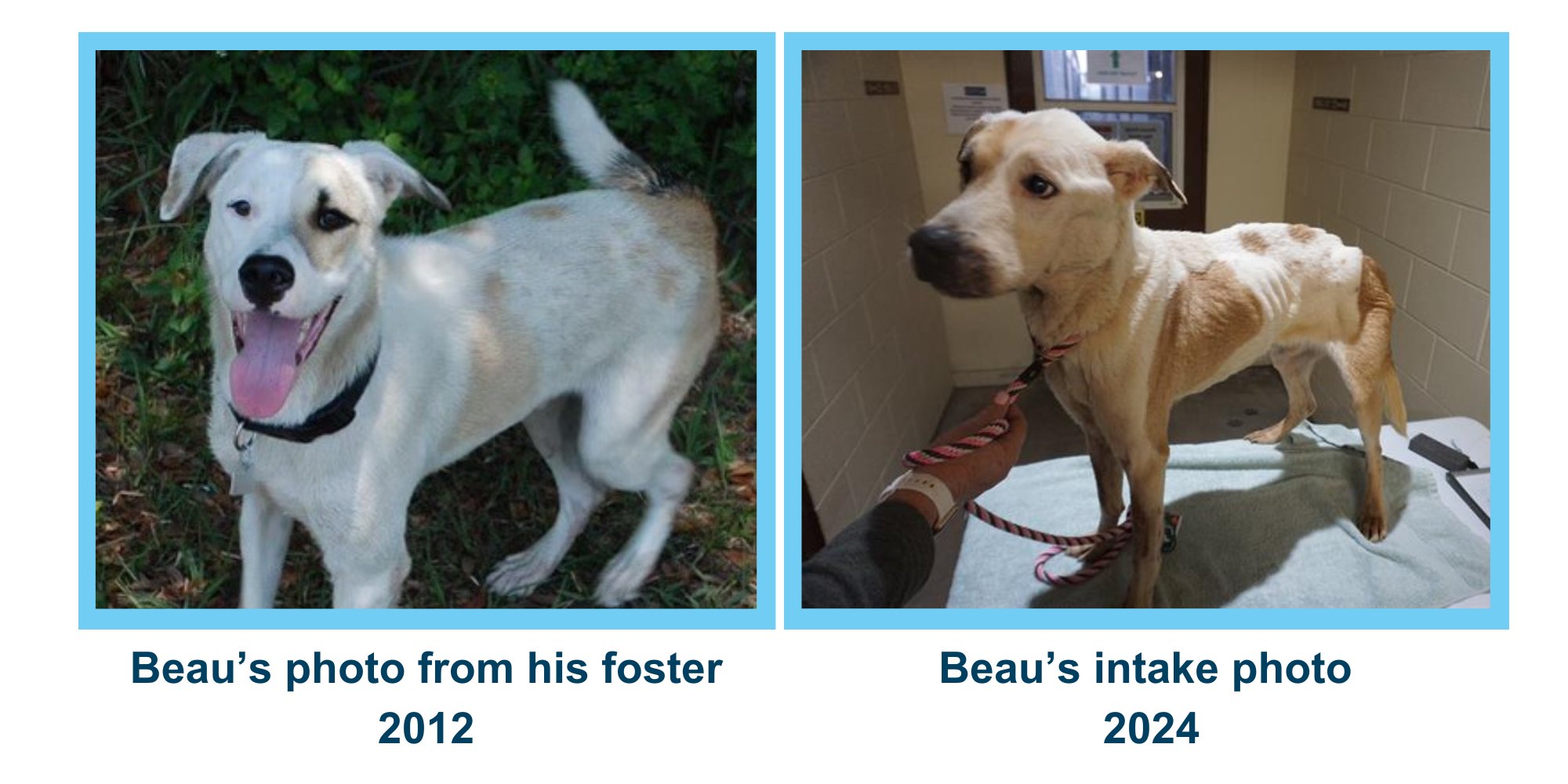 Beau’s Tale: Rescued from cruel conditions, reunited with foster family ...