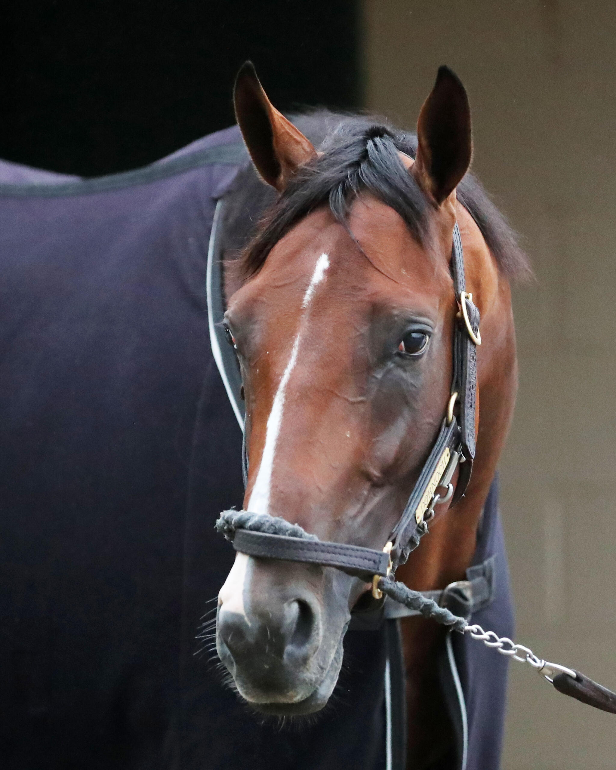 Ocala area well represented in Saturday’s Kentucky Derby | 93.7 HD2 The ...