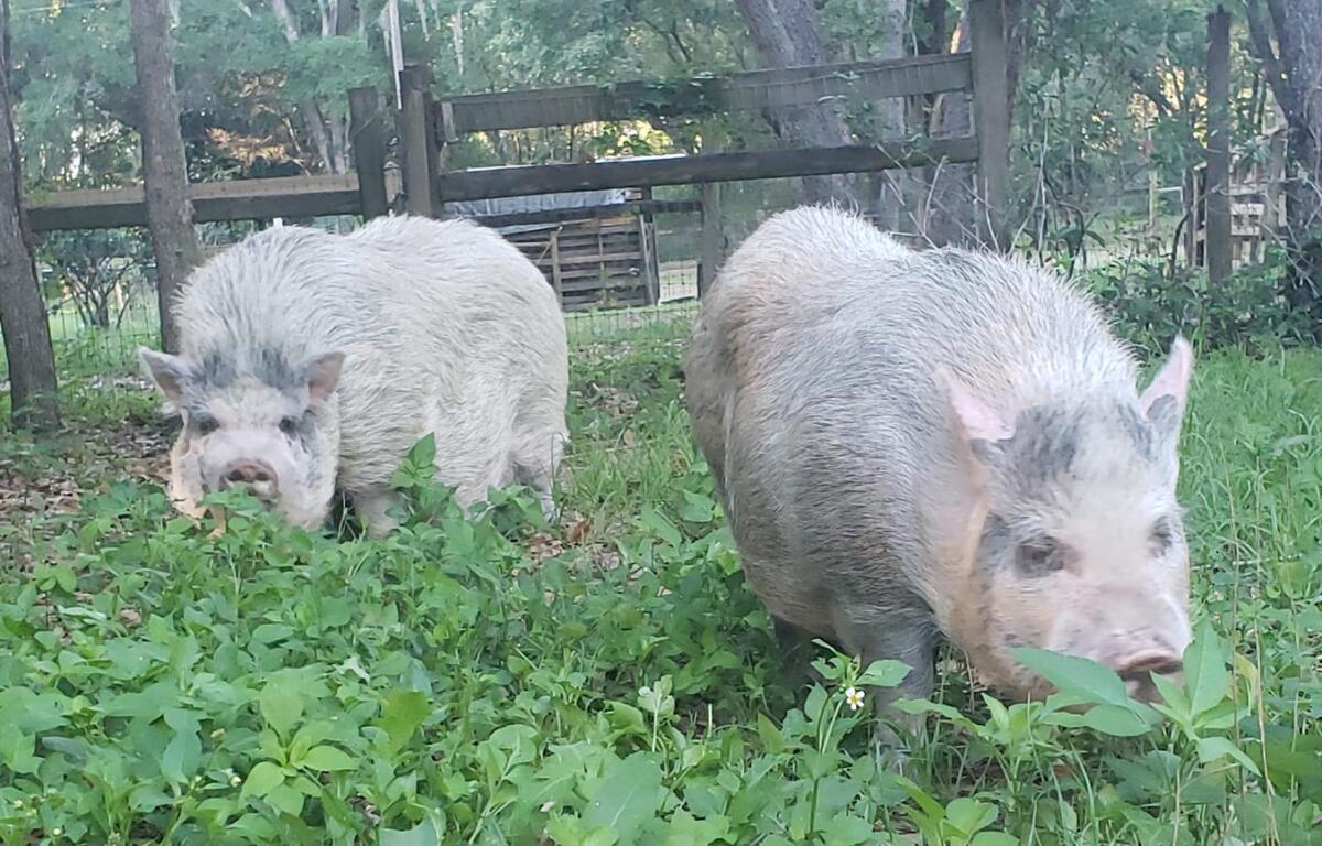 The Story Book Farm Sanctuary offers new chapters of hope and ...