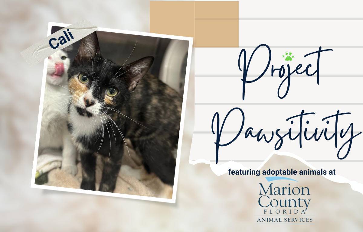 It’s paw-ty time at Marion County Animal Services - 352today