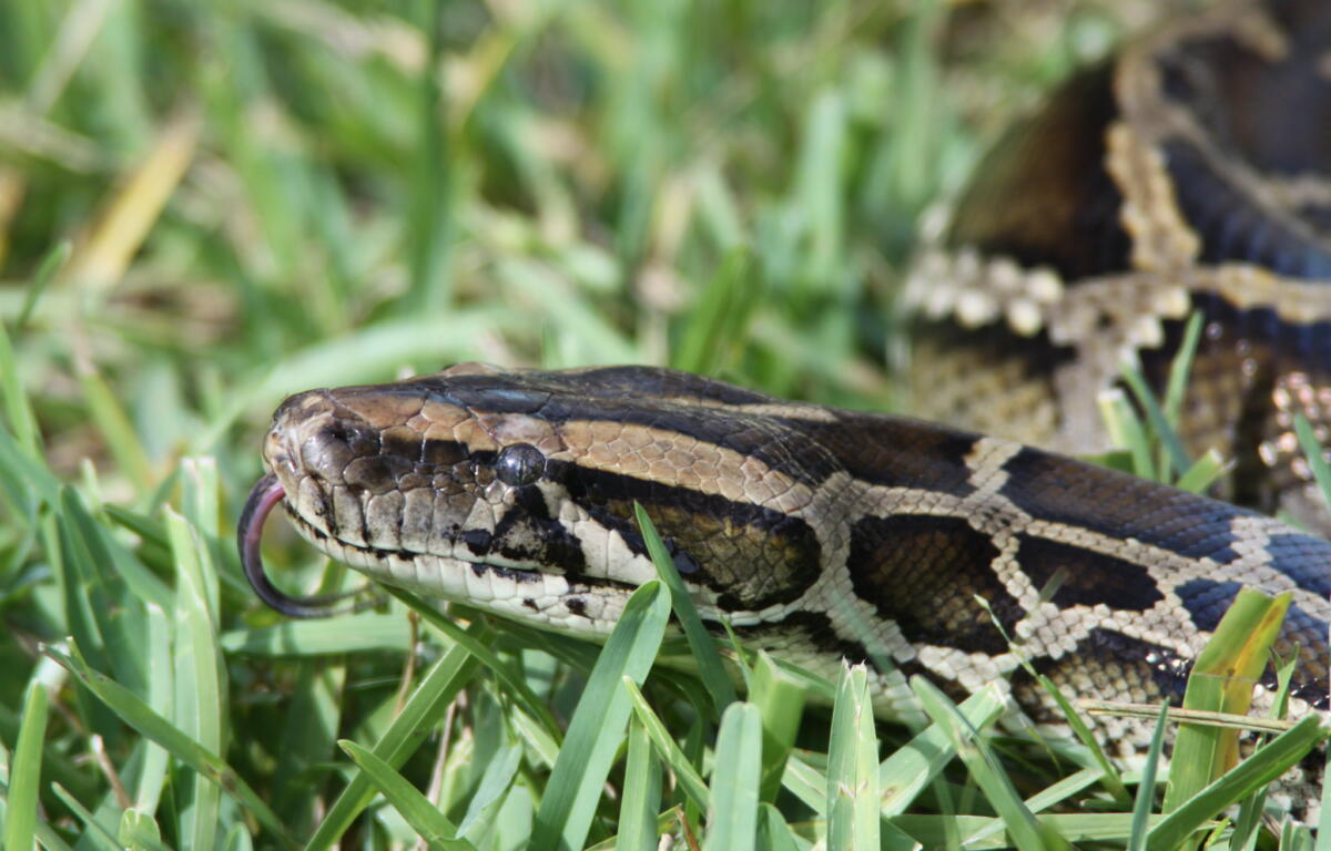 Snake hunters wrangle invasive Burmese pythons in Everglades during ...