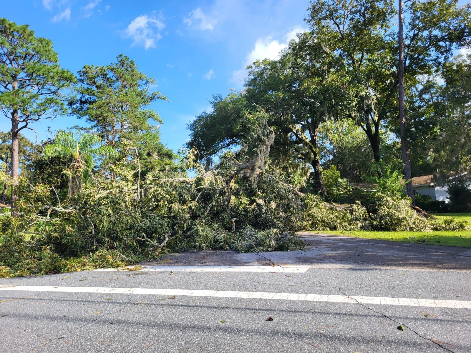 “Utter devastation”: Downed trees and powerlines across Gainesville sum ...