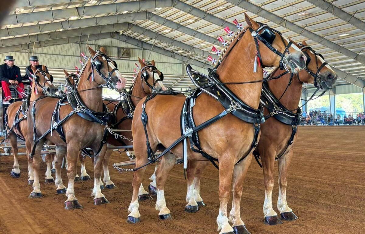 The Grandview Invitational: Ocala’s heritage of horsepower | PHOTOS ...