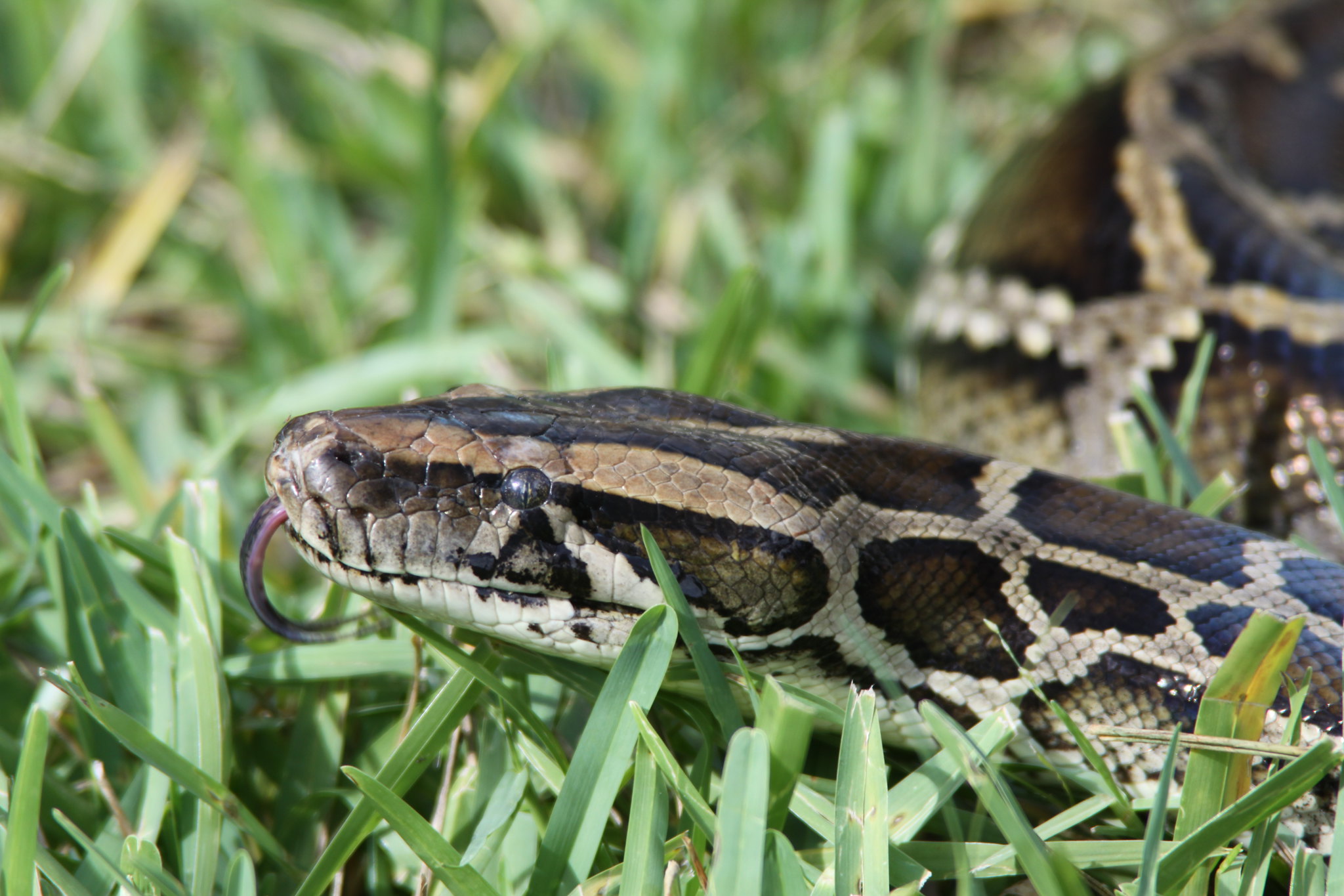 Snake hunters wrangle invasive Burmese pythons in Everglades during ...