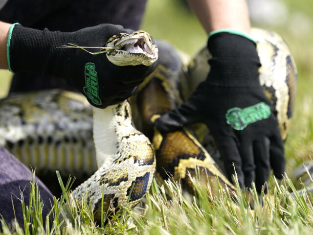 Snake hunters wrangle invasive Burmese pythons in Everglades during ...