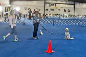 Marion Alachua Dog Training Association: A hub for canine care ...