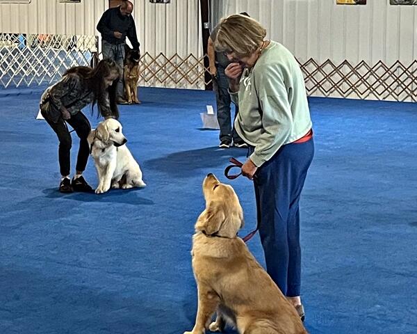 Marion Alachua Dog Training Association: A hub for canine care ...