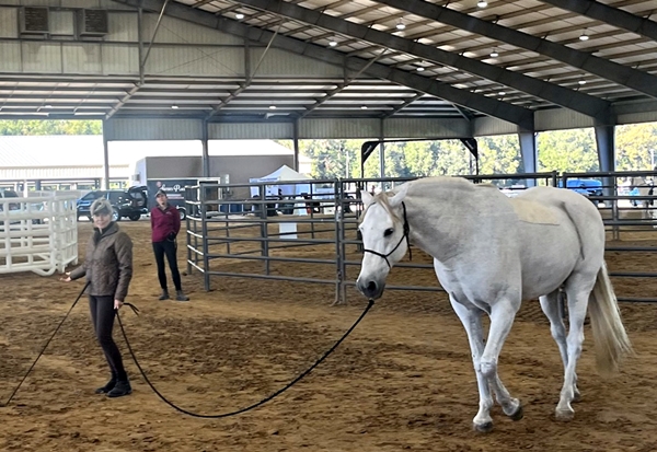 Linda Parelli: Creating happy horses and happy lives - 352today