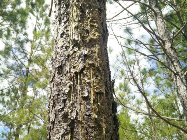 UF researchers use Hurricane Helene data to track pitch canker spread ...