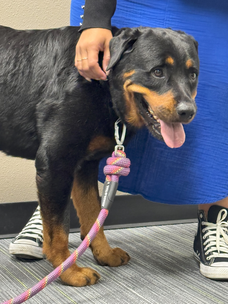 From hoarding to hugging: Meet Sydney, the 77-Pound Rottweiler mix who ...
