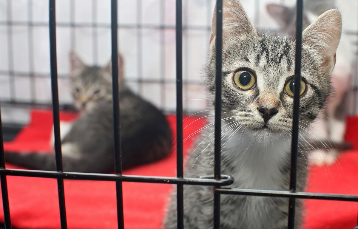 Help save lives, one cat at a time: Sheltering Hands seeks ...