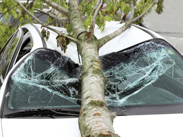 UPDATE: Fallen tree kills driver, shuts down Wildwood intersection ...