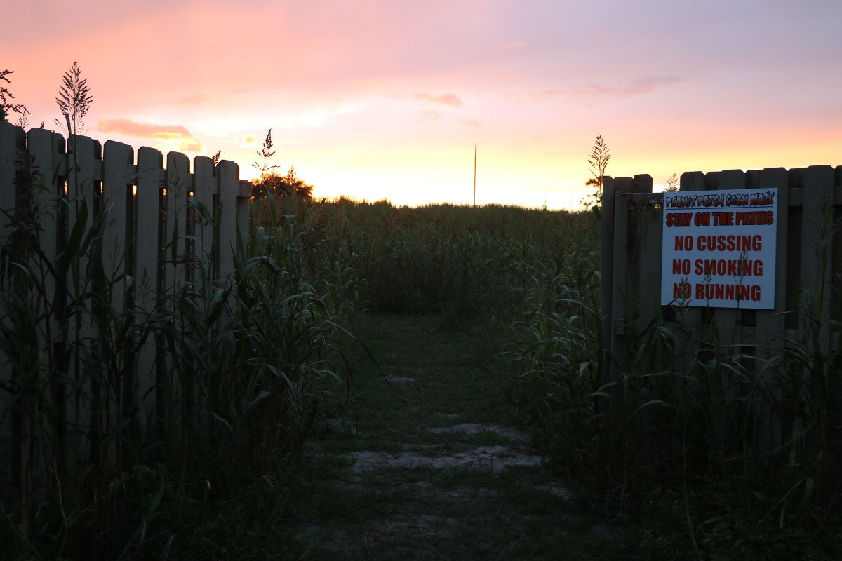 352 After Dark: Peanut Patch & Corn Maze Blends Fall Fun and Frights ...