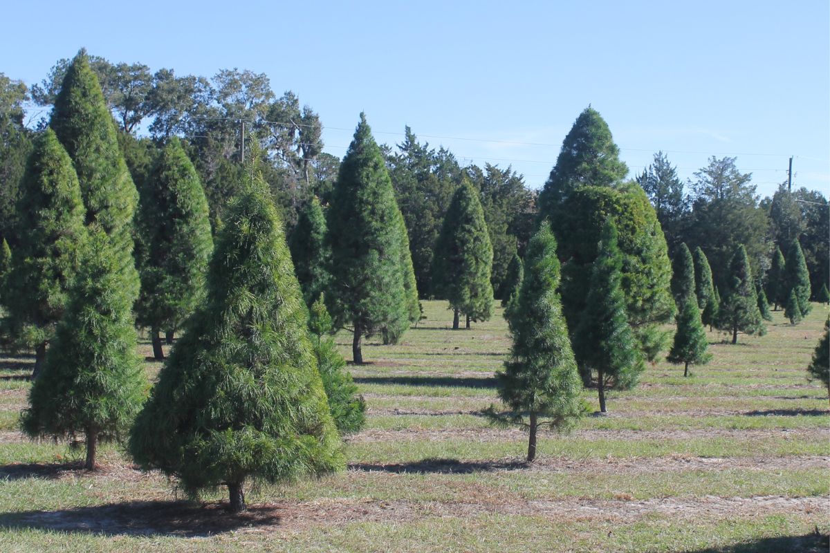 Summerfield Tree Farm Helps Create Lasting Holiday Memories - 352today