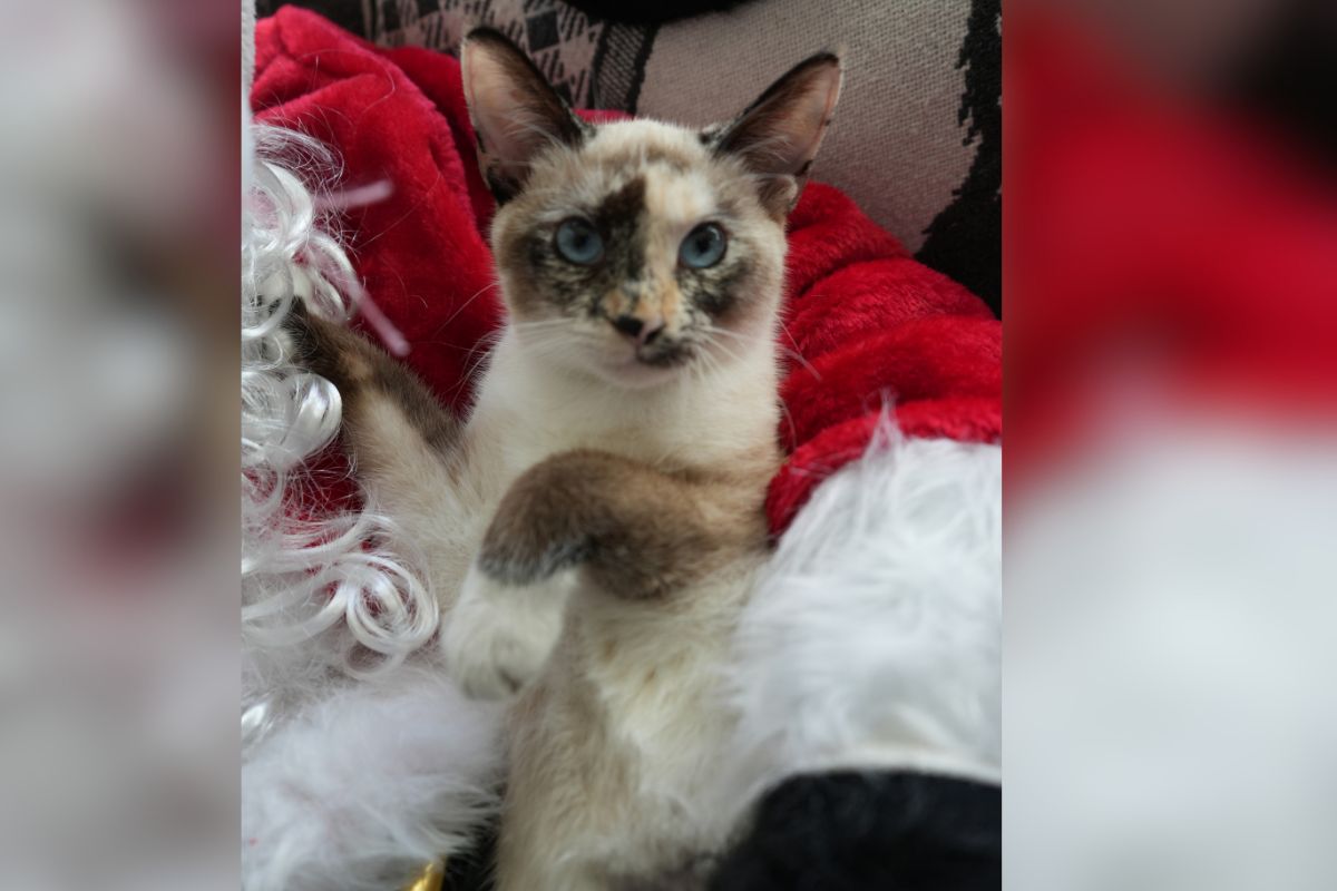 Ocala Cat Rescue Sheltering Hands Unites Felines with Their Forever ...