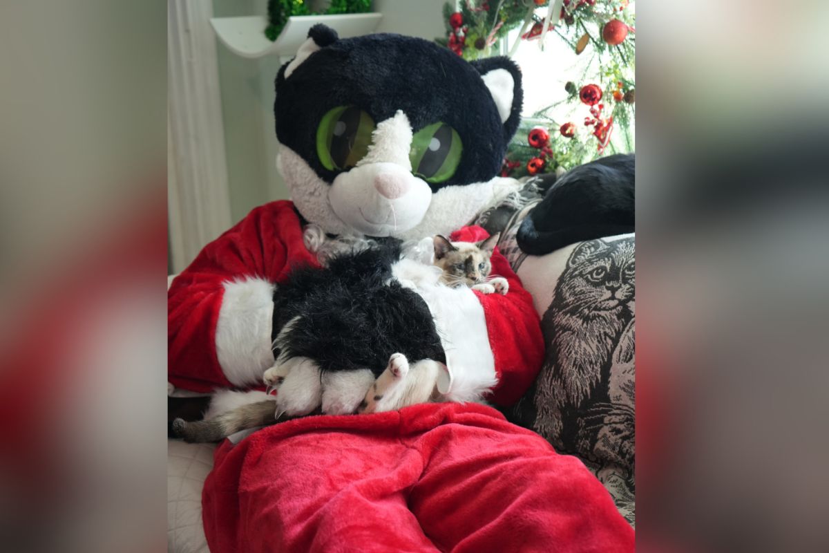 Ocala Cat Rescue Sheltering Hands Unites Felines with Their Forever ...