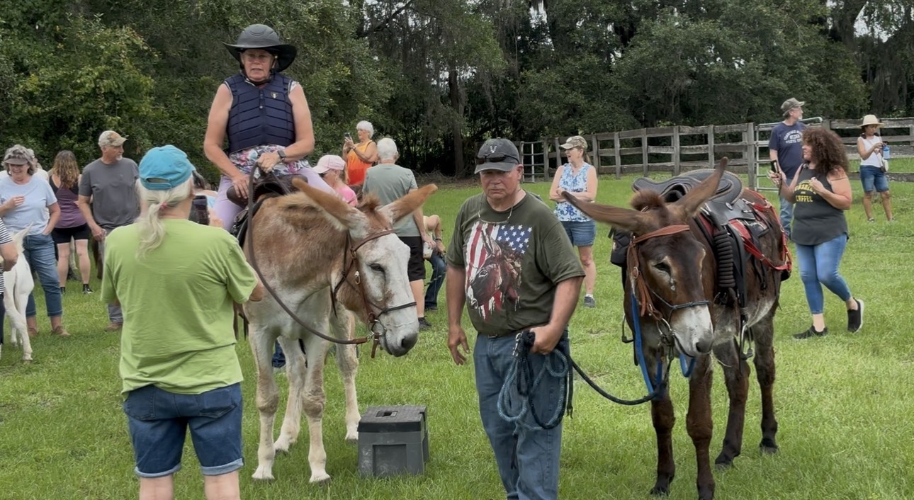 Stubborn as a Mule, Inaugural Donkey Daze Festival Defies Weekend ...